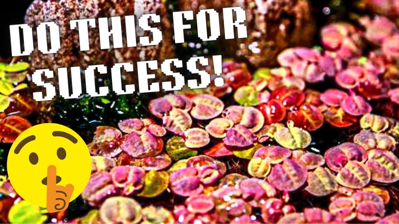 Red Root Floater FULL Care Guide: How To Care For, Redden and Propagate ...