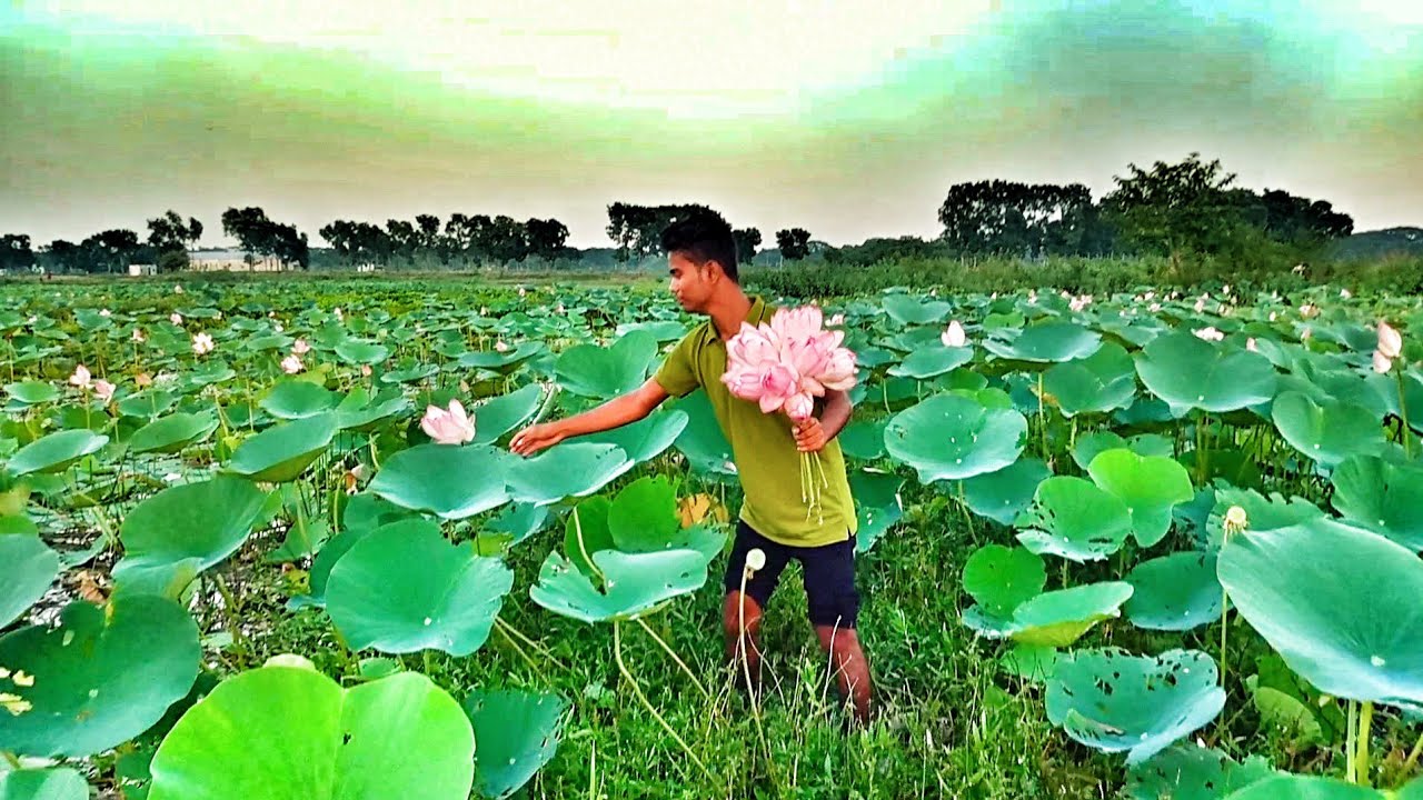 View of the lotus flower Bangladeshi Most Popular Flower - YouTube