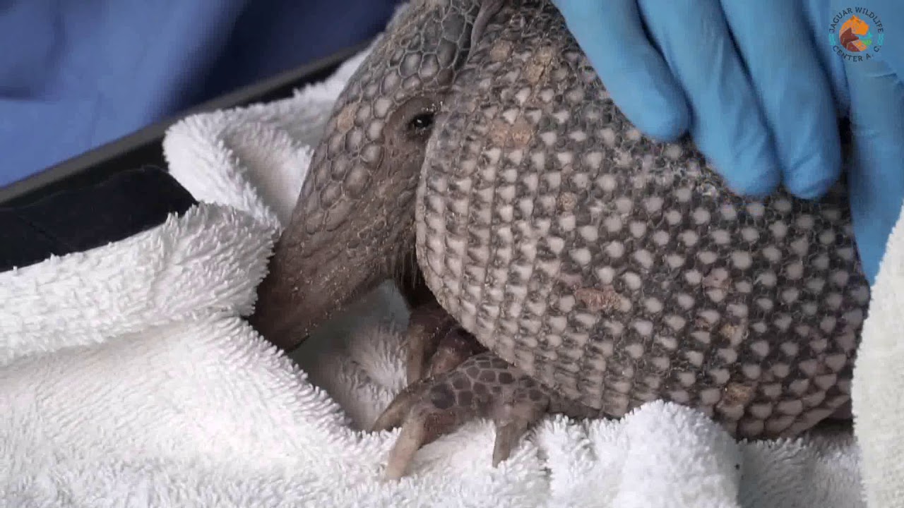 Armadillo (Dasypus novemcintus) // #Liberación // Jaguar wildlife ...