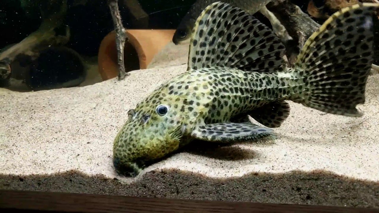 Pseudacanthicus spinosus, L160 pleco (adult male) feeding - YouTube