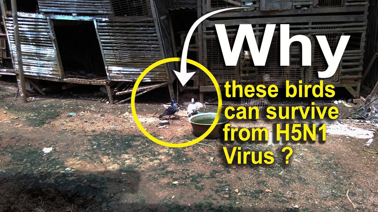 BIRD FLU, Avian Influenza H5N1 Outbreaks at Poultry Ranch, Vet Learning ...