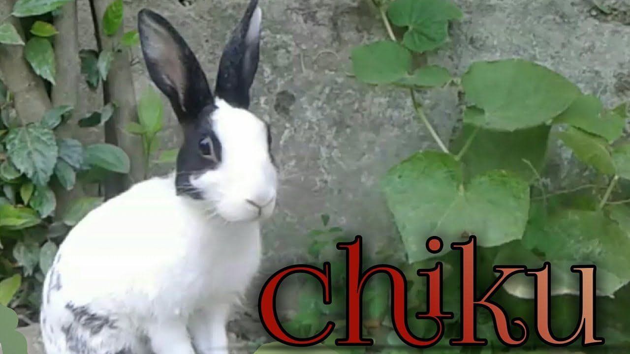 Chiku Rabbit | Rabbit videos | Bunny Rabbit - YouTube