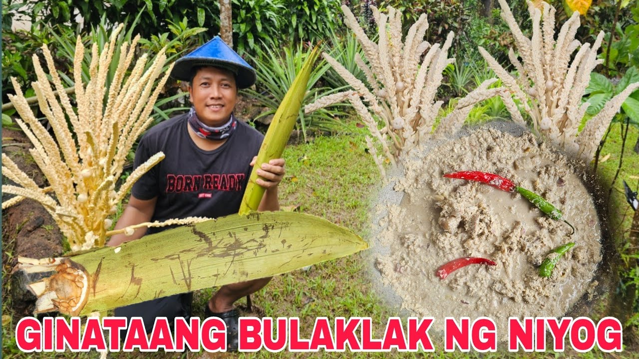 Ginataang Bulaklak ng niyog Yanong Anghang Super sarap nito... - YouTube