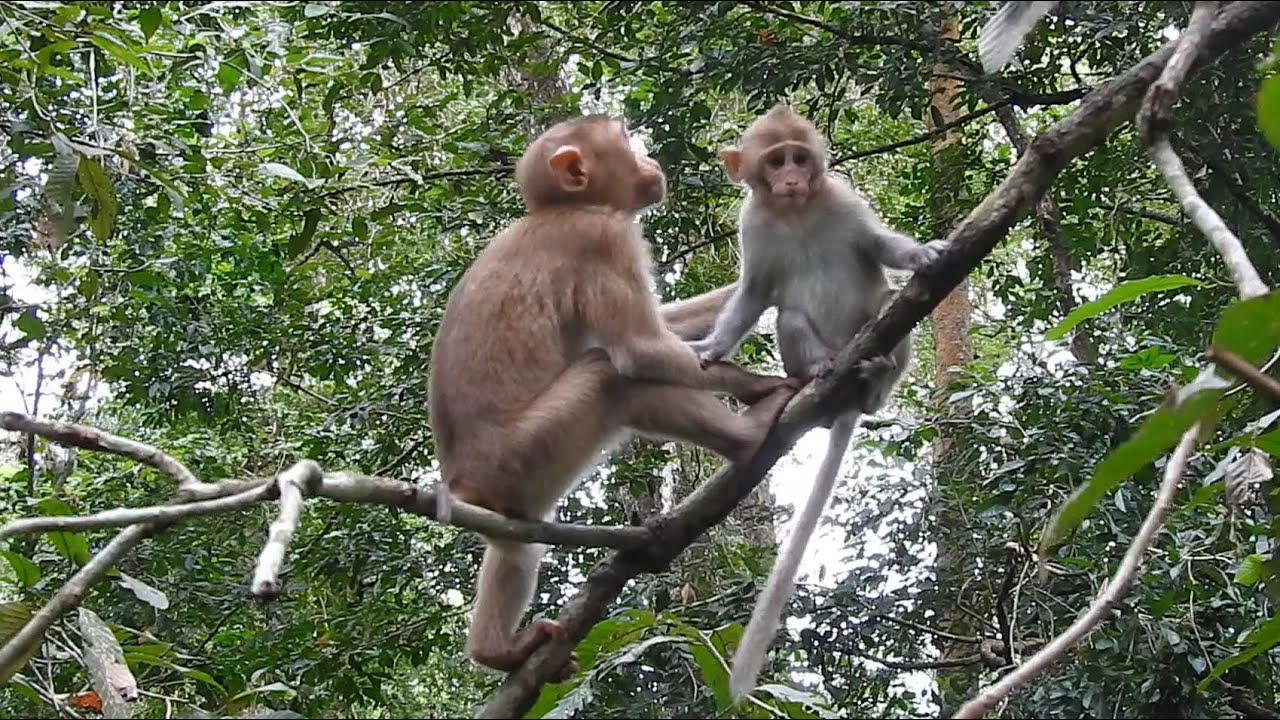 Monkey kids having fun with each other on the tree so amazing - YouTube