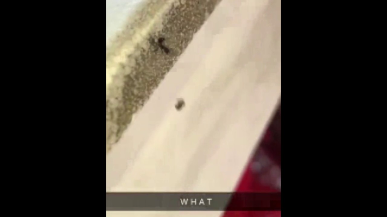 Savage Ant throws another Ant Down off a table! (Insane) (CLICKBAIT ...