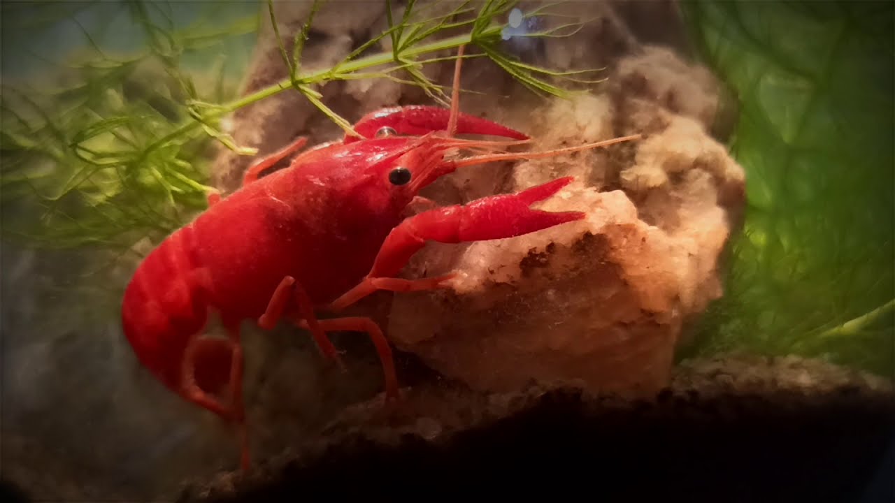 my new crayfish is damn cute .. - YouTube