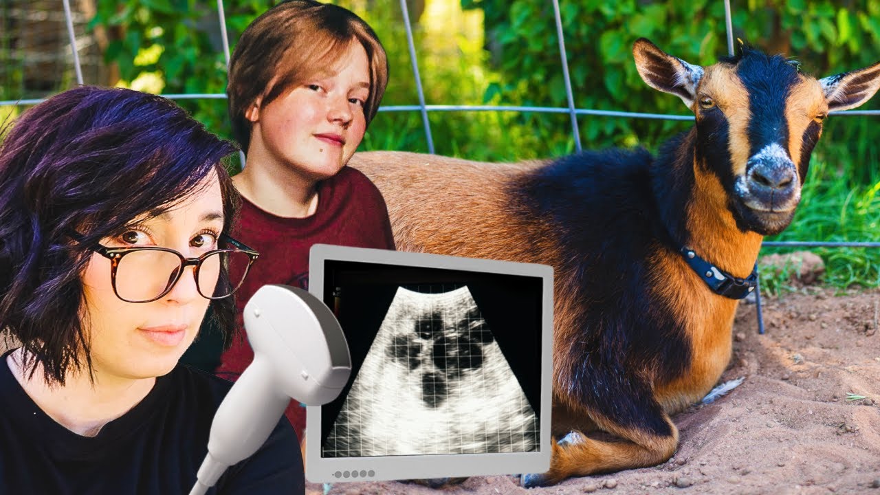 Did our BREEDING EXPERIMENT work? 🤞🏻(ultrasound day for the miniature ...