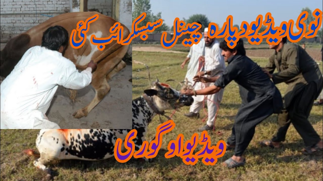 danger janwar qurbani ki janwar khubsurat janwar Pakistani janwar ...