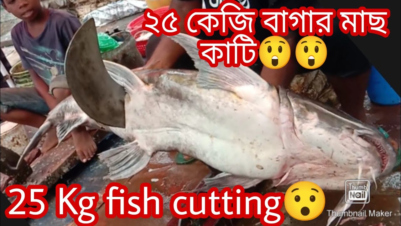 25 Kg Big Size Baghair Fish Cutting Skille | MarketFish Cutting Live ...