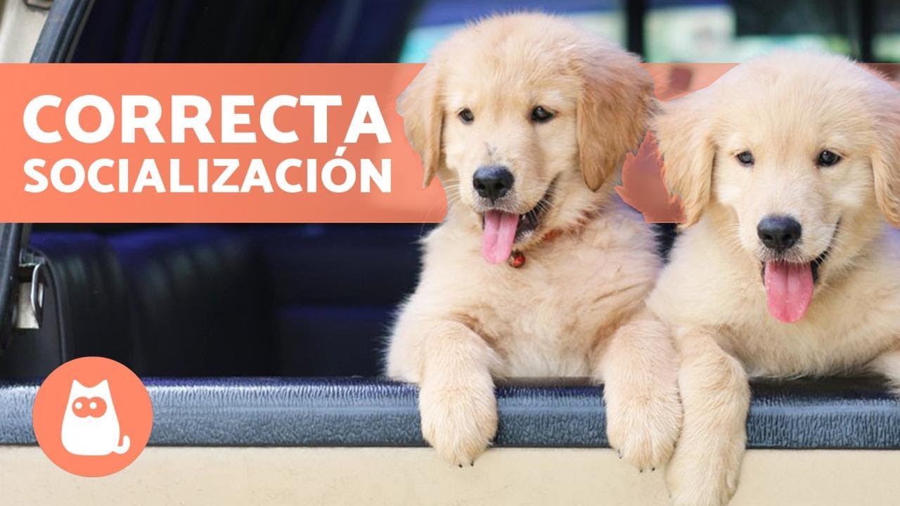 Cómo SOCIALIZAR a un CACHORRO con otros PERROS 🐶 - YouTube