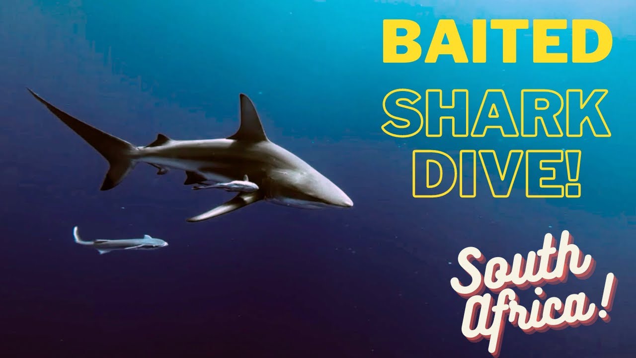 CAGELESS SHARK DIVING - PROTEA BANKS, SOUTH AFRICA - YouTube