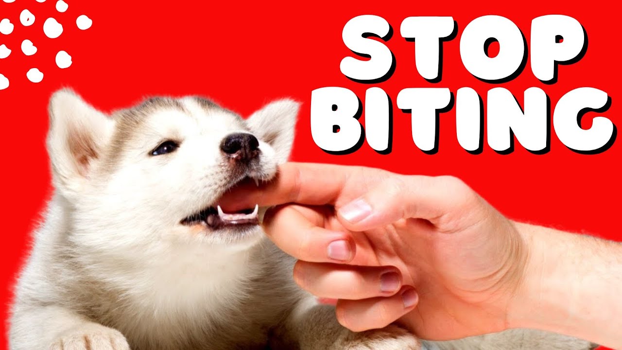 How to Train Your Puppy to Stop Biting (Tricks No One Will Tell You ...