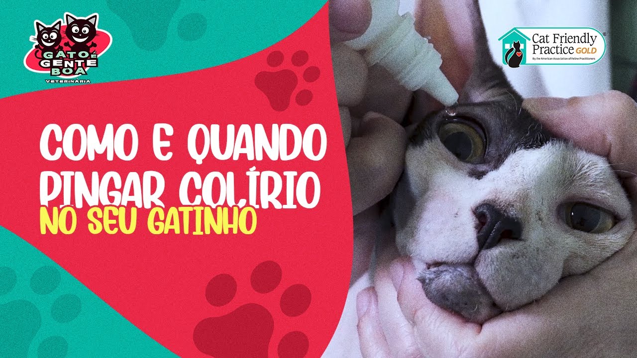 Como e Quando Pingar Colírio no Seu Gatinho - YouTube