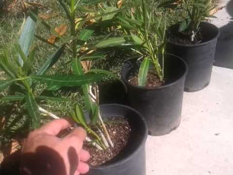 Oleander Shrub Cuttings Grew Roots - YouTube