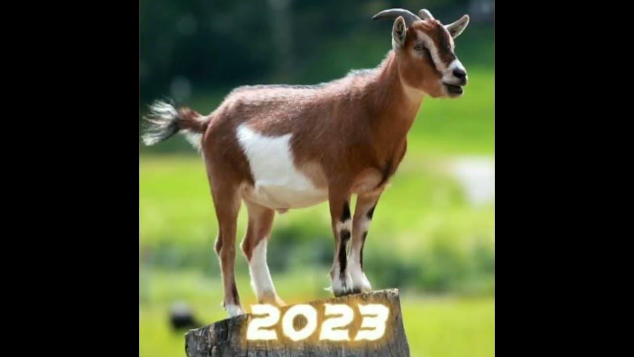 2023 Goat Vs 5000 Bce Goat%f0%9f%a6%81 Part 2 Mythical Old To New
