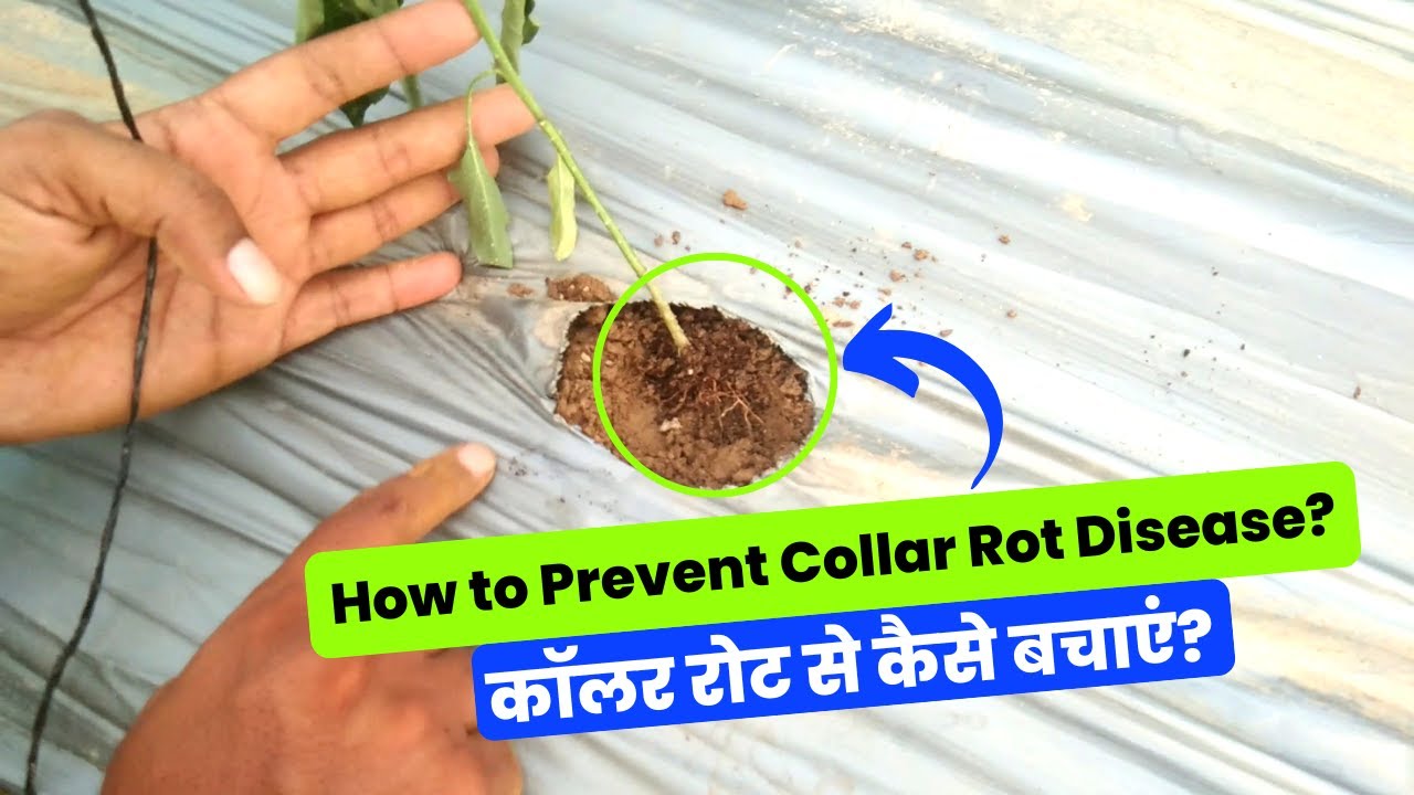 How to prevent collar rot disease? कॉलर रोट से कैसे बचाएं? - YouTube