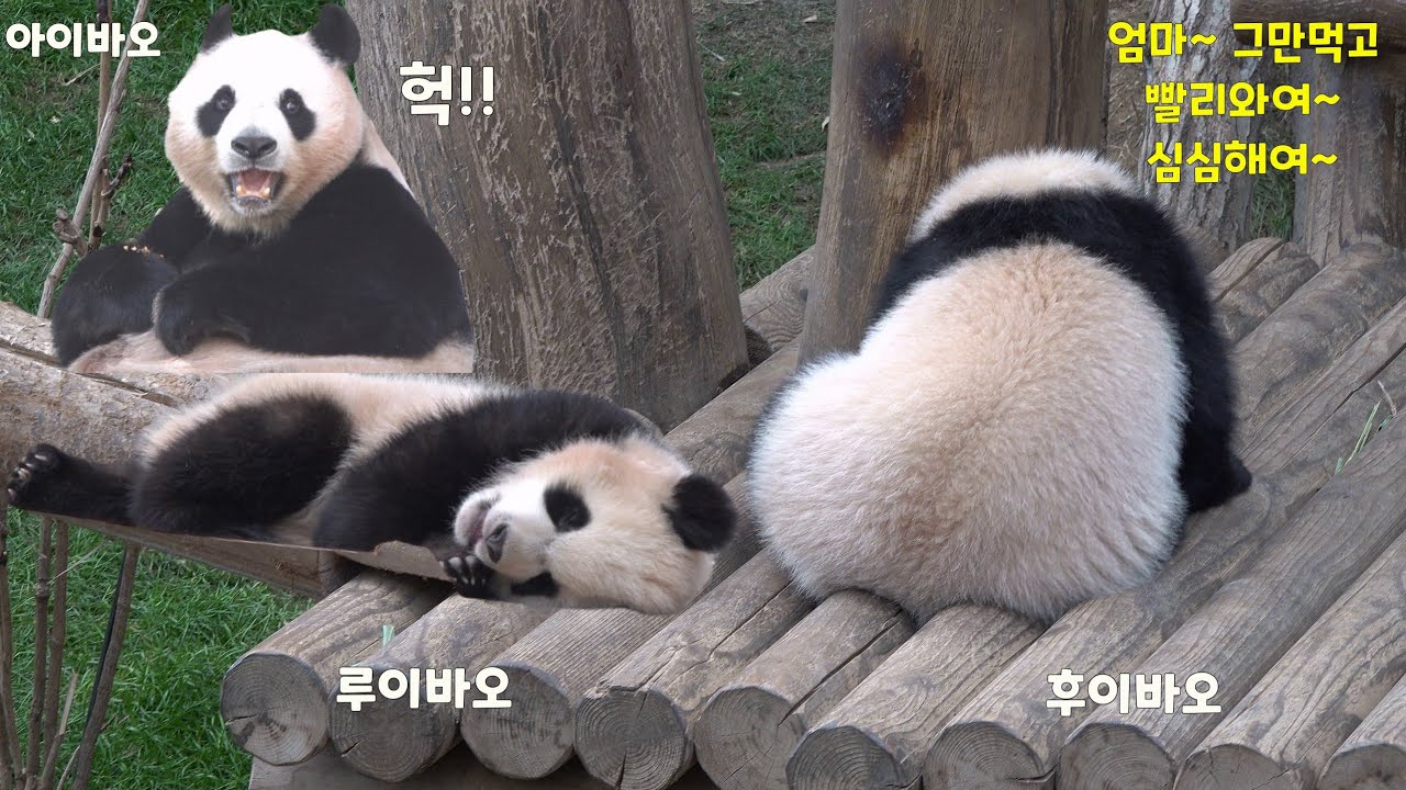 에버랜드 판다 소풍나가 워토우 대나무 먹으니 예쁜귀가 춤을 추는 아이바오 토실토실 궁뎅이 후이는 엄마 찾아보고 루이는 맛있는거 먹는 꿈꾸는지 쩝쩝 행복한