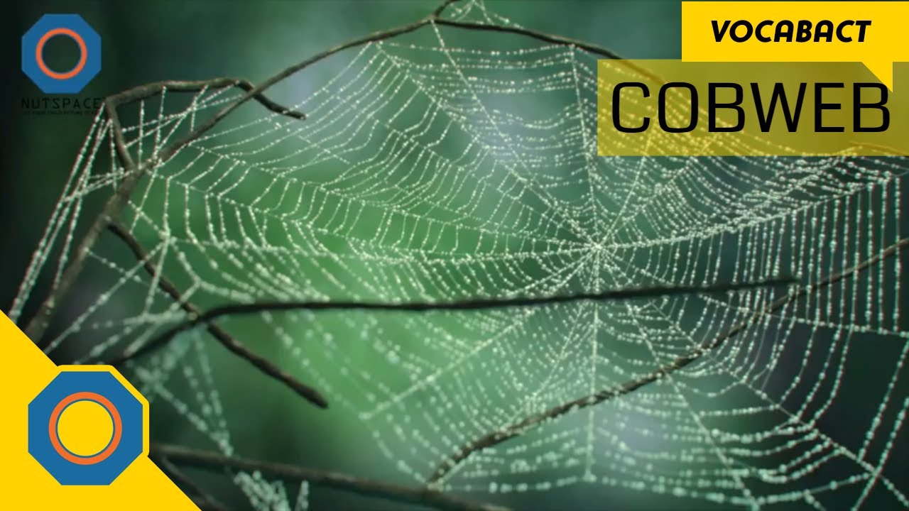 Cobweb Meaning VocabAct NutSpace YouTube cobweb-meaning-vocabact-nutspace-youtube
