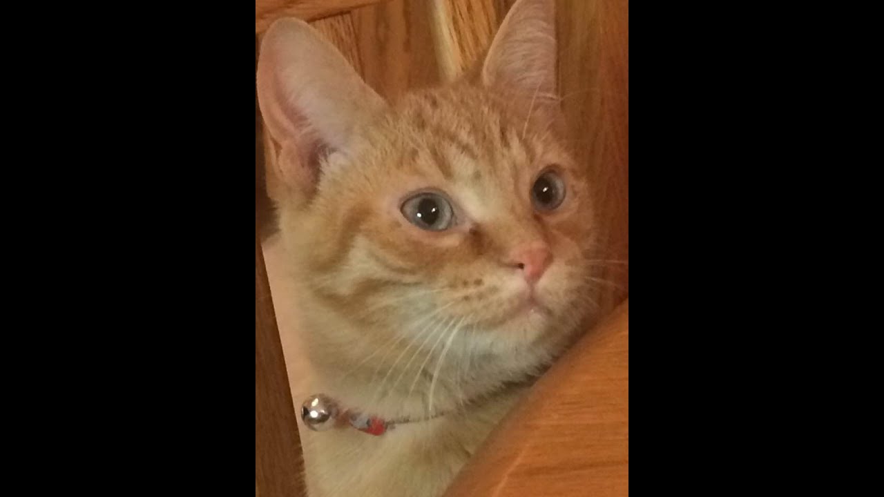 Pets For Older Adults YouTube pets-for-older-adults-youtube