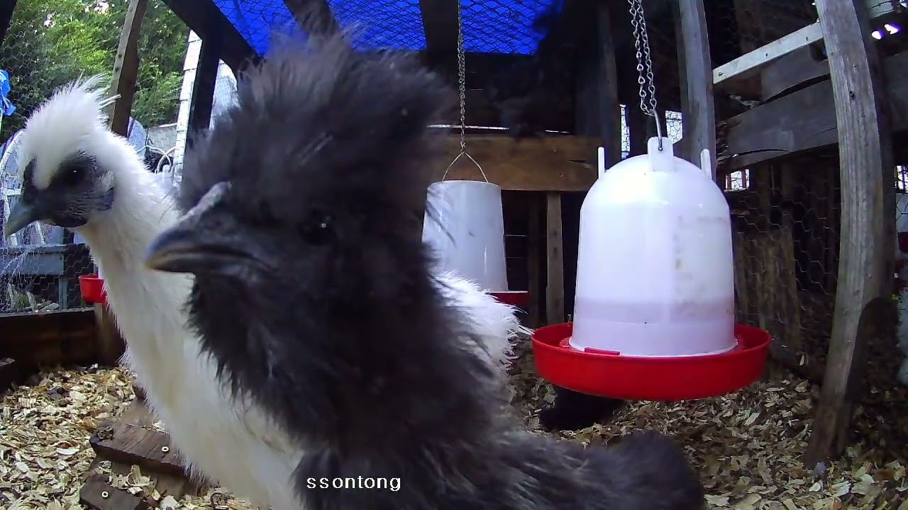 CHAZ Documentary 14 - YouTube