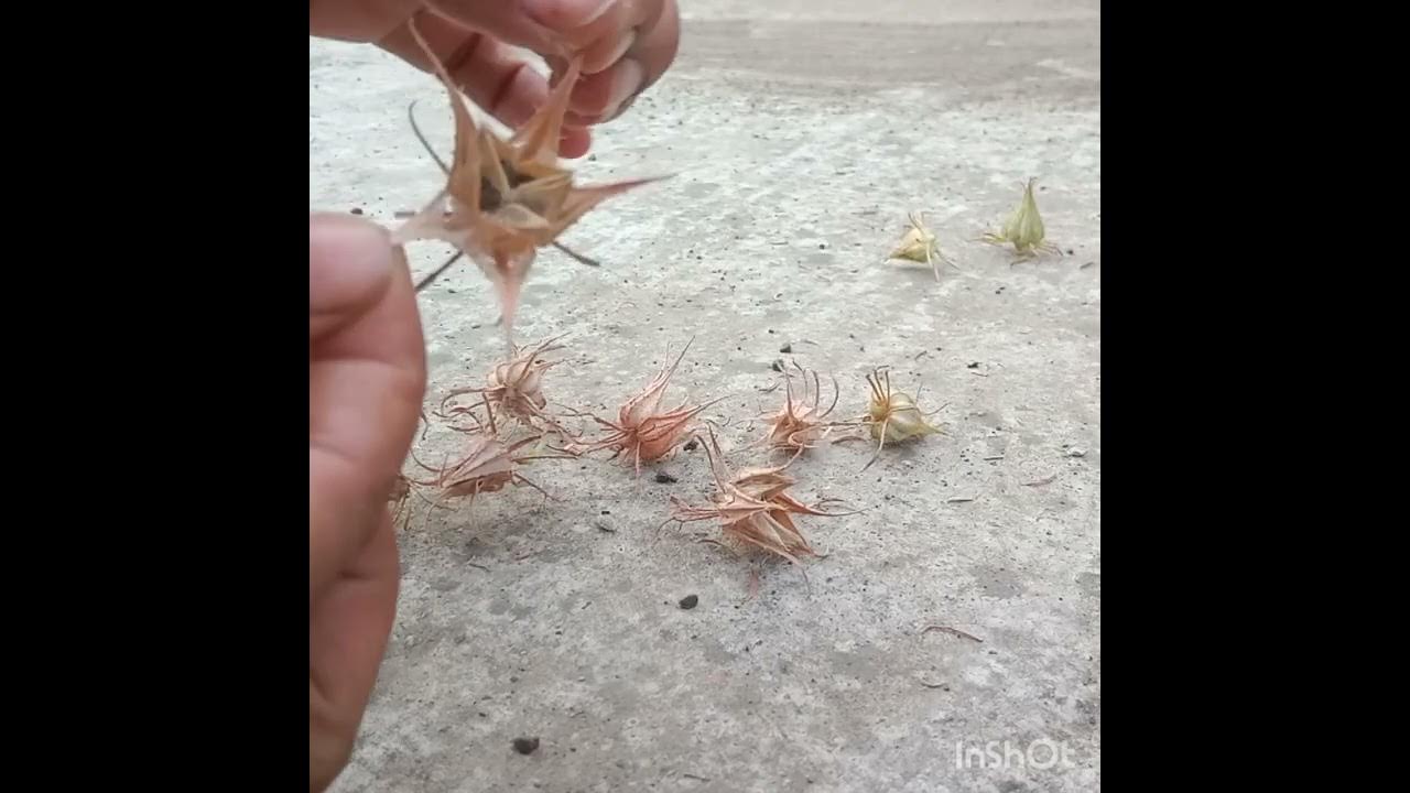 How to collect KENAF seeds#African Hibiscus seeds. - YouTube