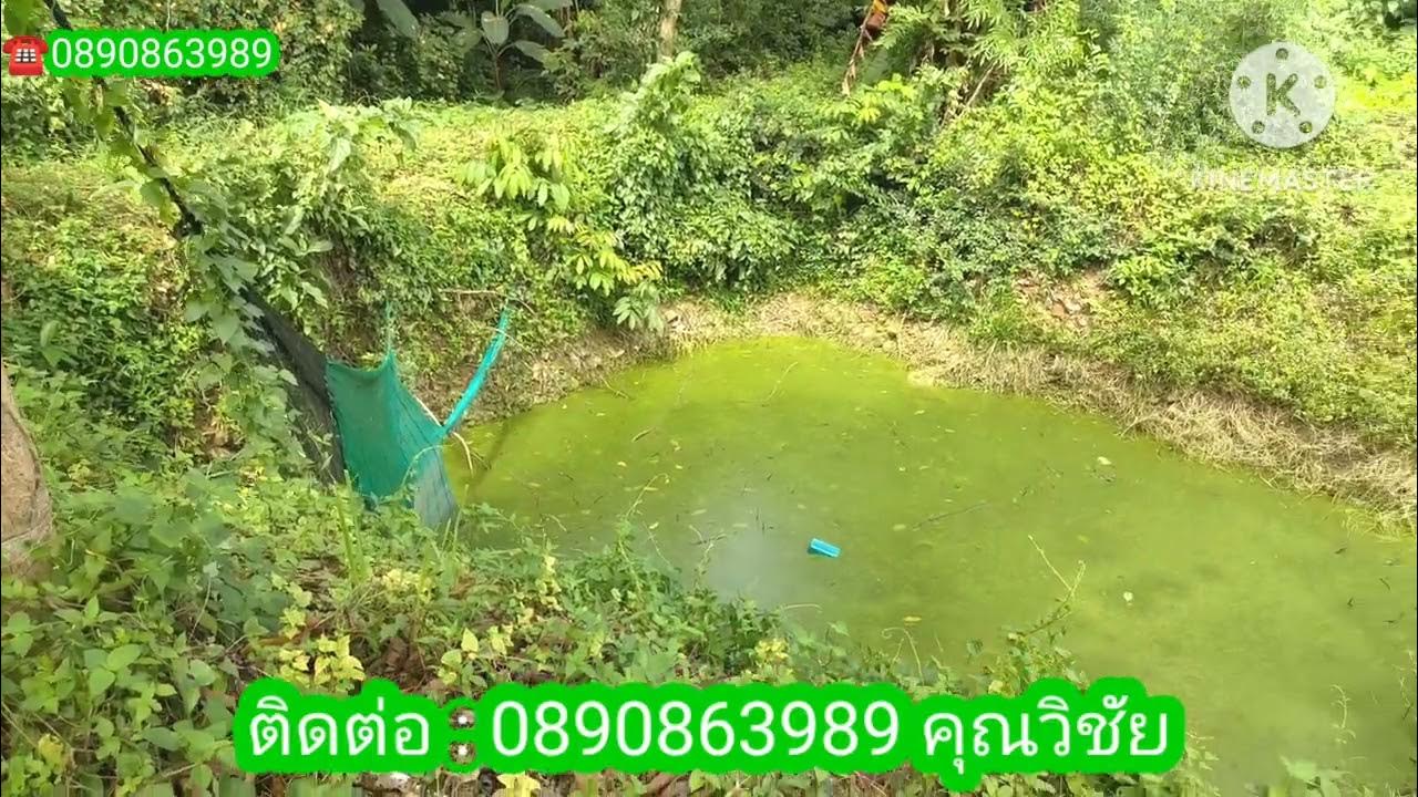 K447ขายที่ดินพร้อมบ้านและสวนผลไม้เนื้อที่2ไร่ขาย2,700,000บาท(ต่อรองได้)☎️0890863989คุณวิขัย ...