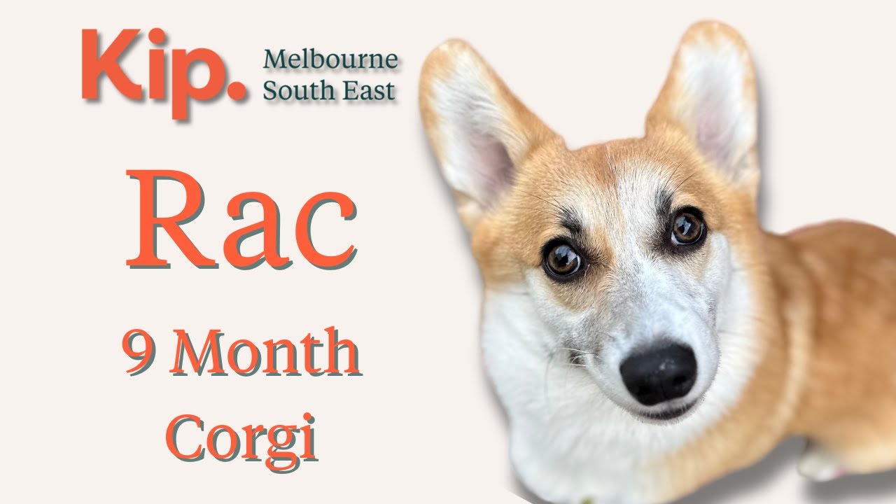 Rac - Corgi - June 24 - YouTube