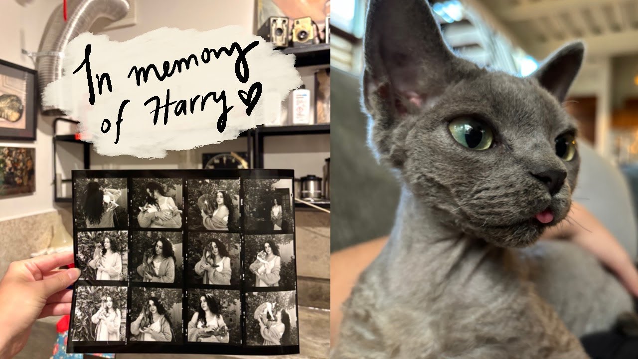 Portraits with my darling cats shot on film The ending to this video I ...