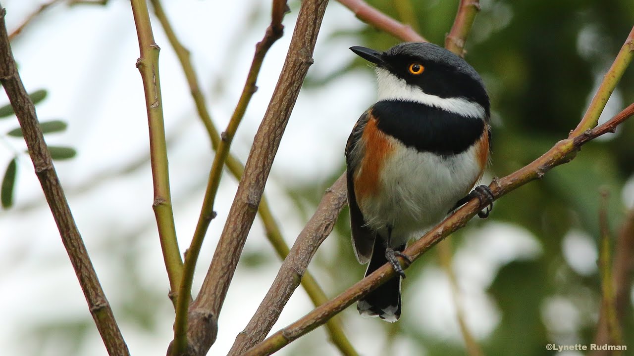 3 BATIS CALLS - Cape, Chinspot and Pririt Batis - YouTube