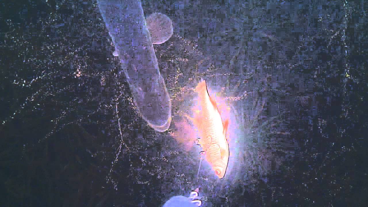 clear water pike fishing, using floater and Waterwolf - YouTube