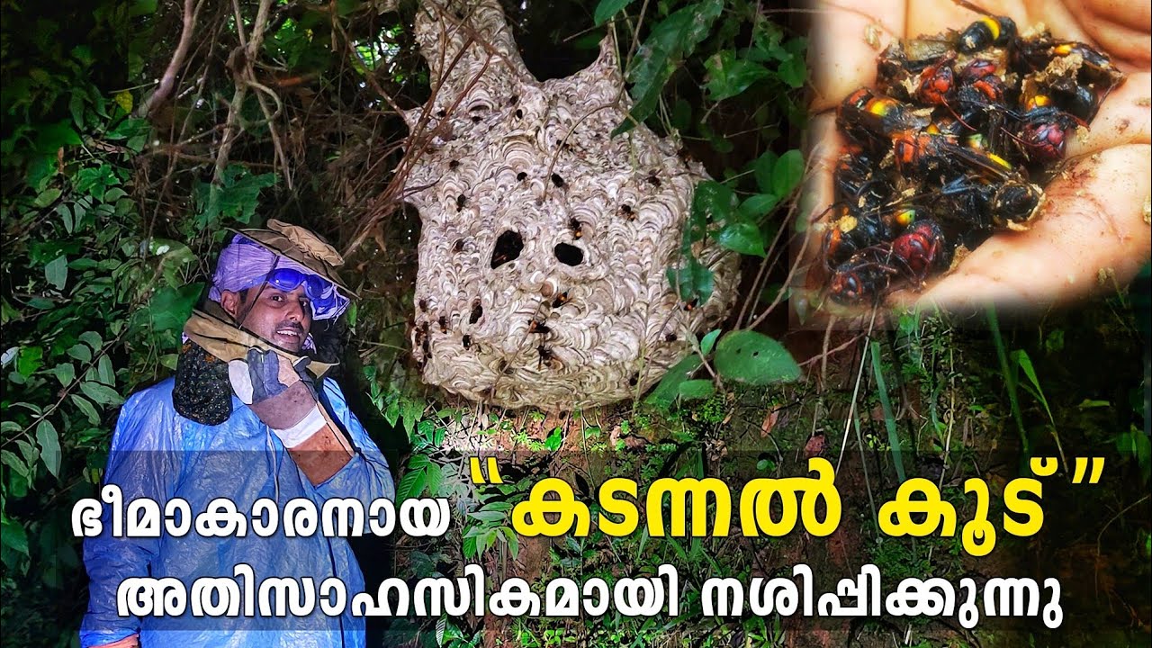 വലിയ കടന്നൽ കൂട് നശിപ്പിക്കുന്നു | Kadannal Kood | Kadannal Kood ...