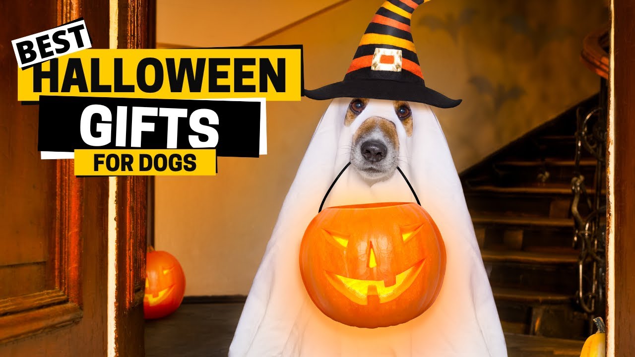 6 Best Halloween Gifts for your Dog - YouTube