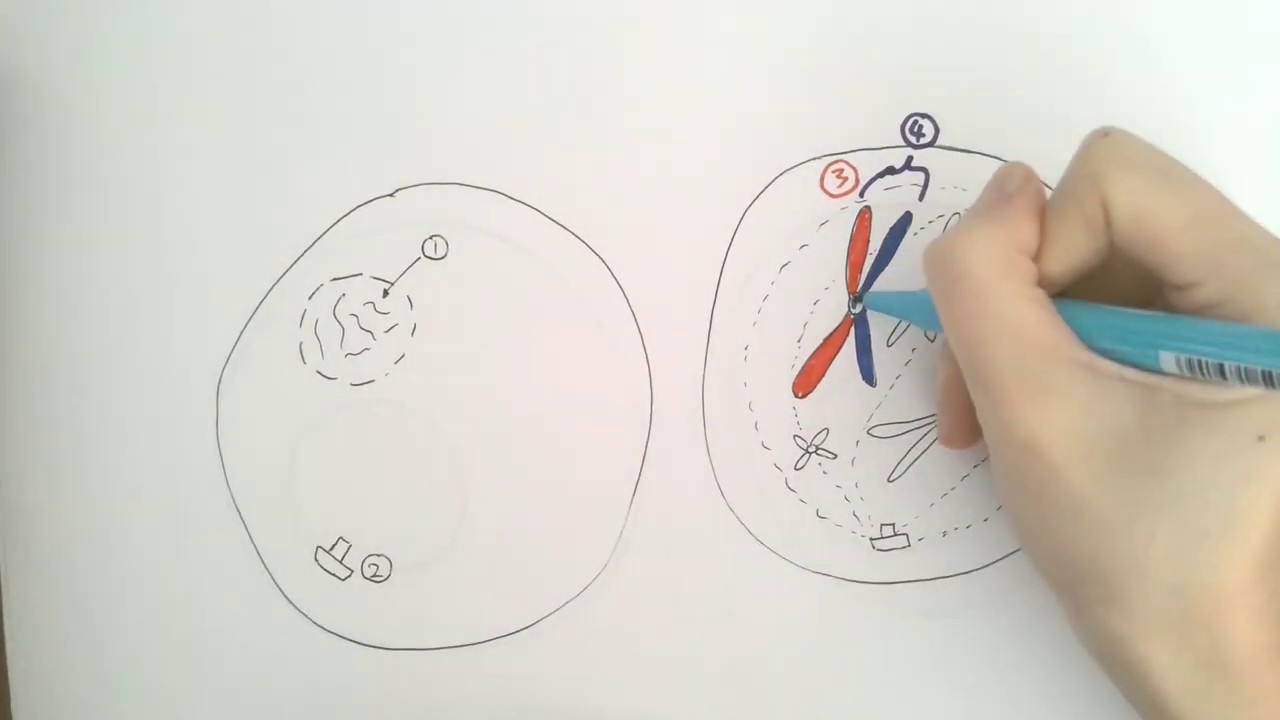 Biology Pictionary - Challenge 5 - YouTube