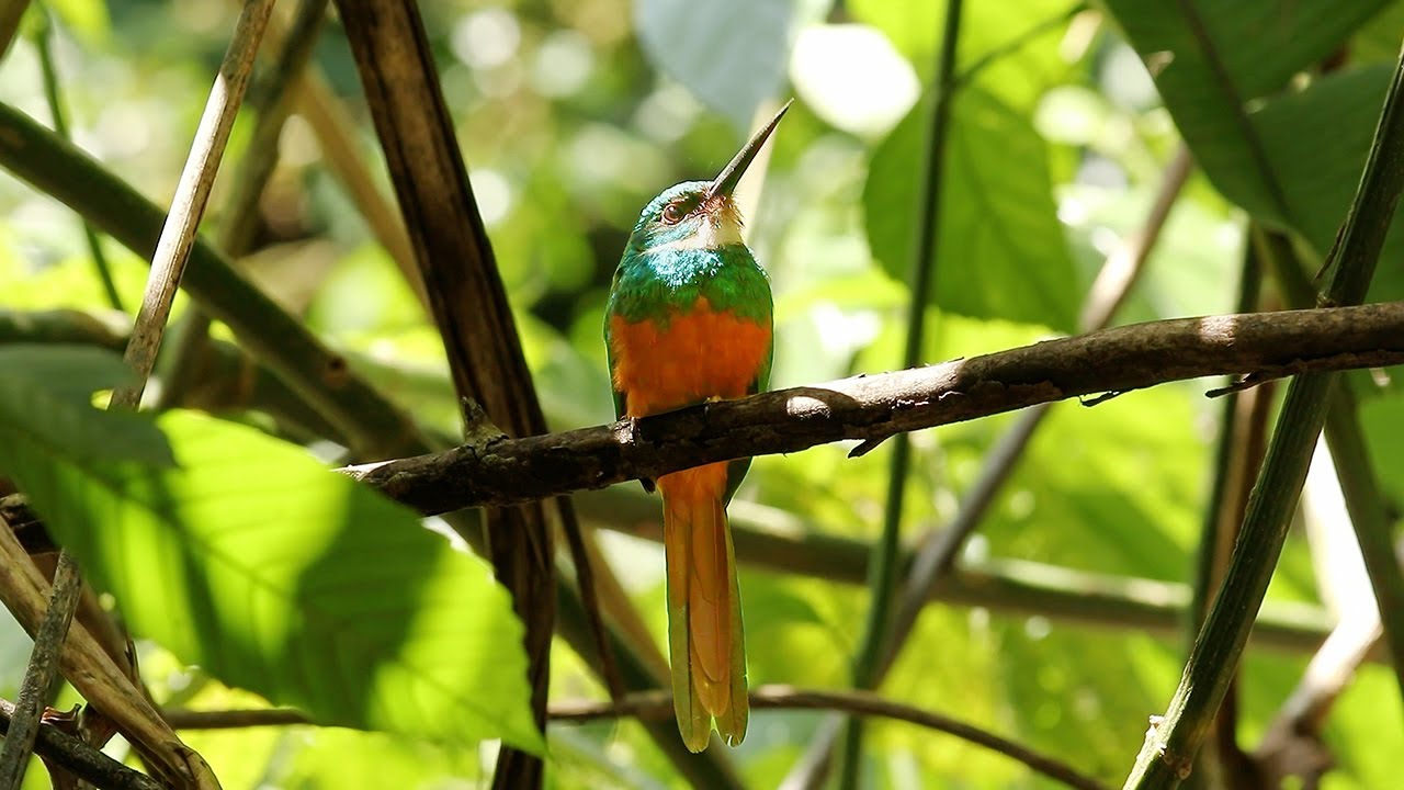 Bird Sounds: Rufous-tailed Jacamar Call - YouTube
