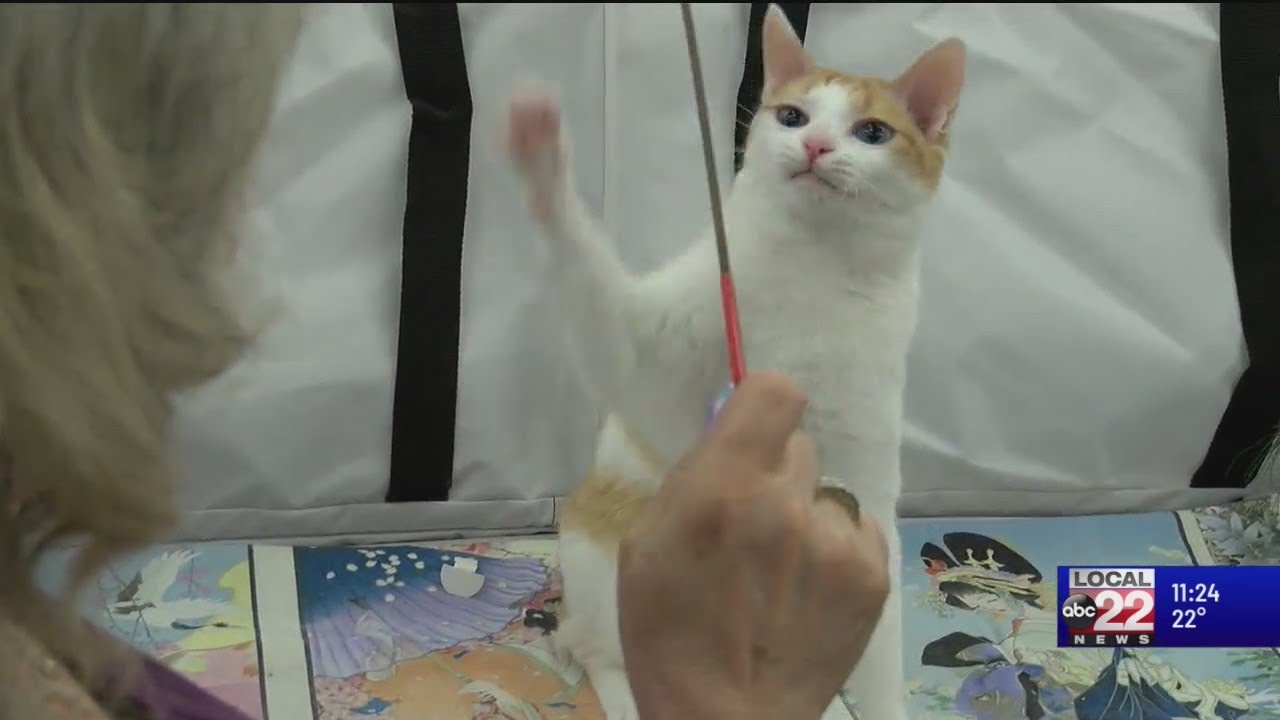 Vermont's Fancy Felines Cat Show attracts kitten lovers from all over ...