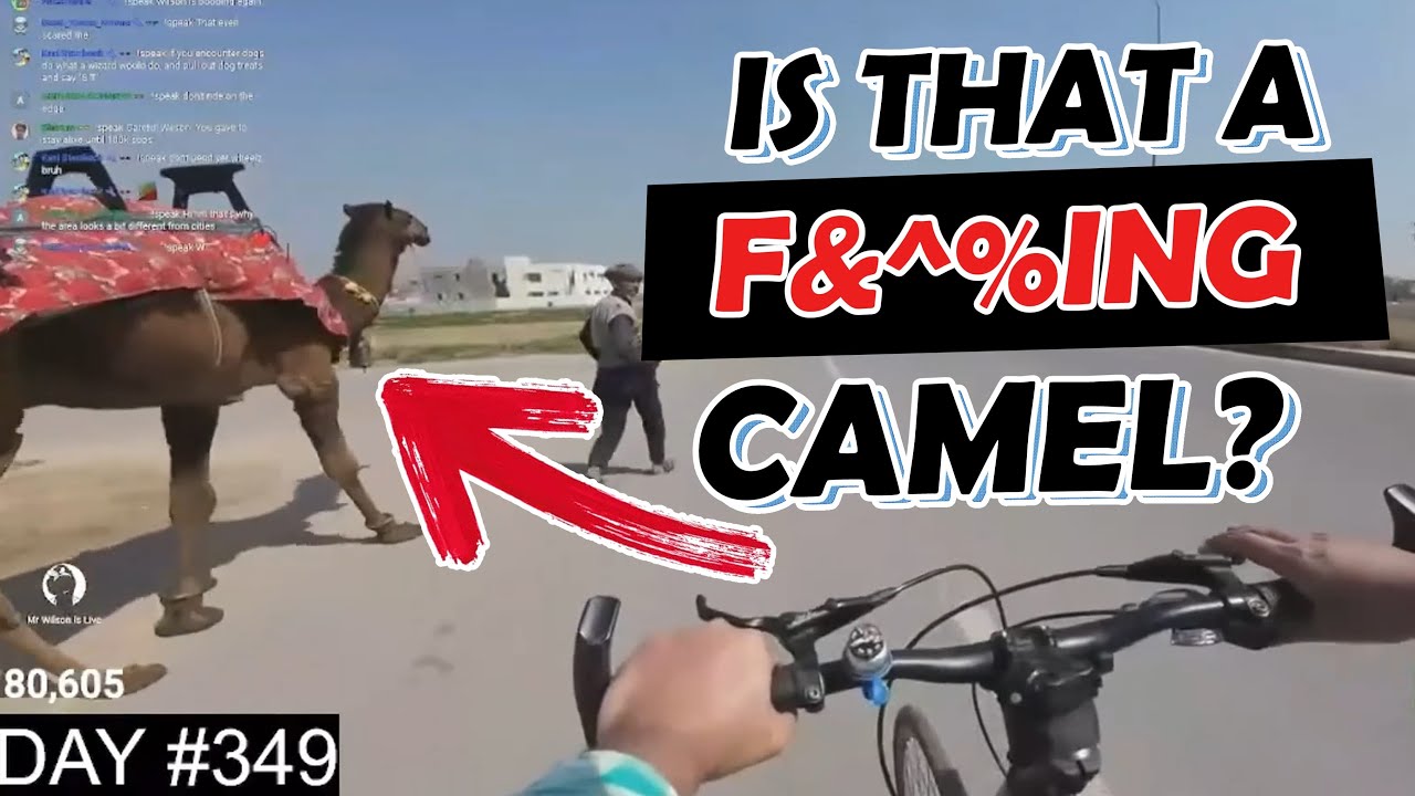 He Found A Random Camel while Biking In City - YouTube