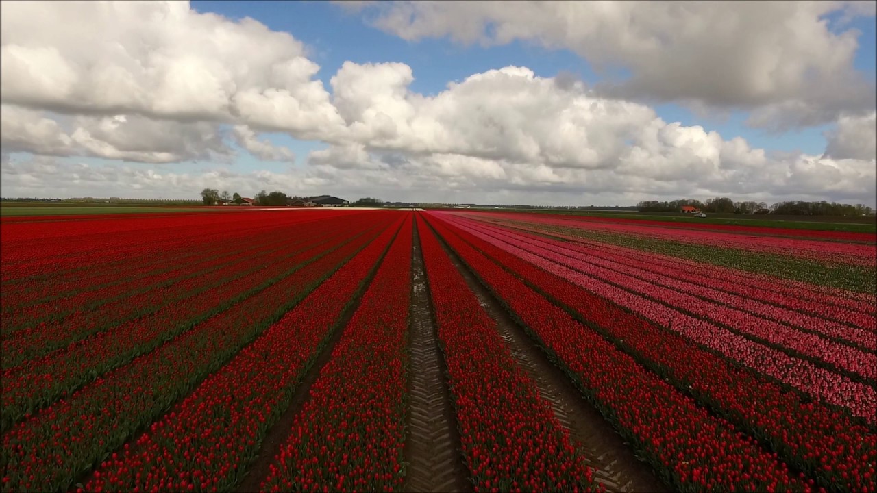 #19 DRONE FLIGHT Bollenvelden Lisse&flevoland - YouTube
