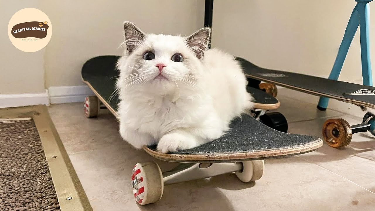 This Cat Rides a Skateboard Better Than You Think - YouTube