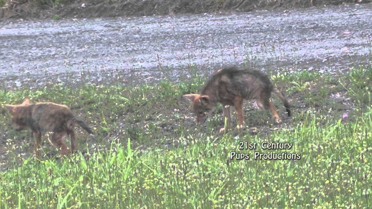 Pennsylvania Coyote Pups - YouTube