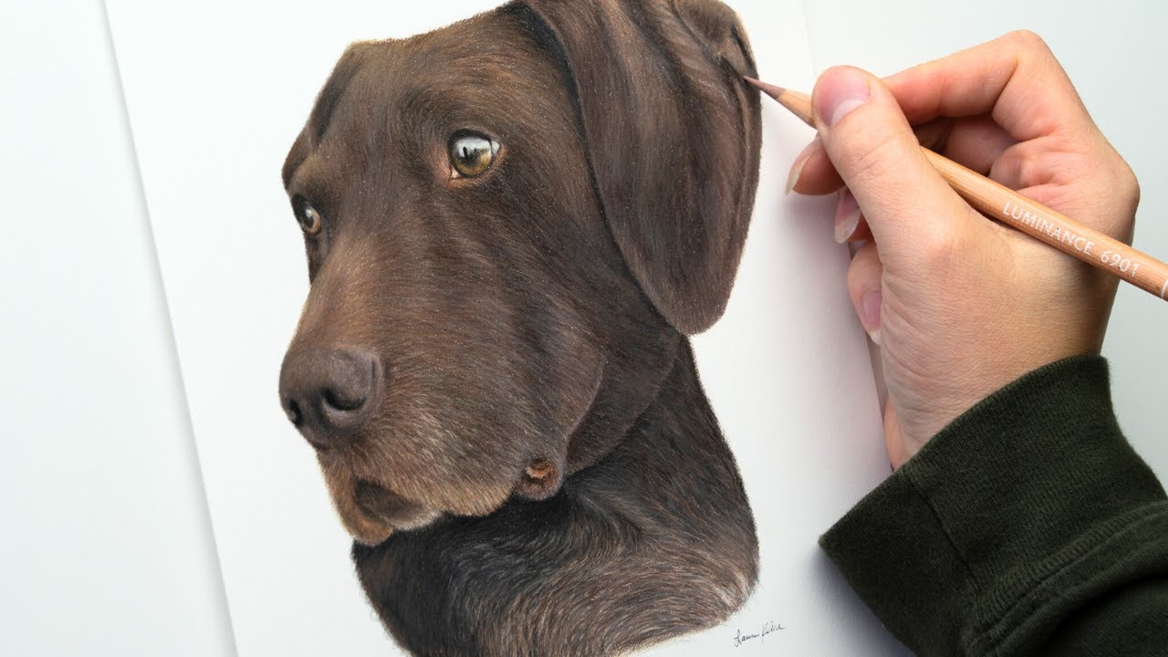 How to draw a Chocolate Lab | Colored Pencils for Beginners - YouTube