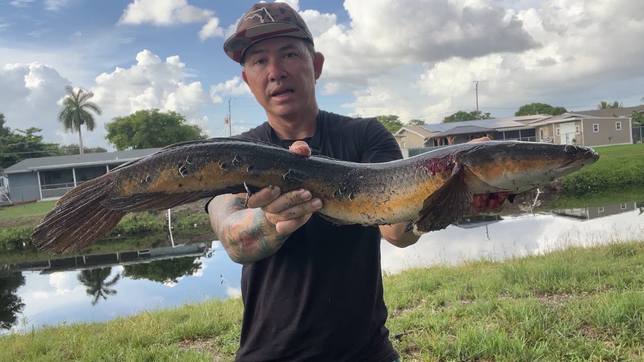 South Florida SNAKEHEAD Fishing! - YouTube