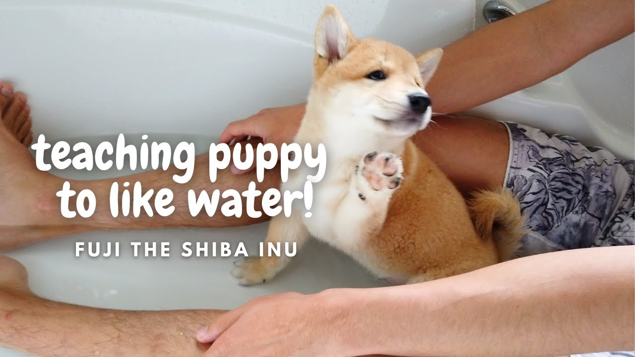 How To Get Puppy Used To Water YouTube How To Get Puppy Used To Water YouTube