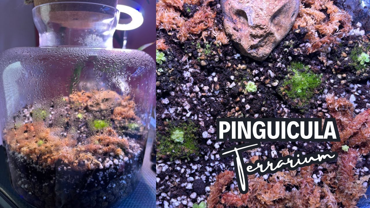 making pinguicula terrarium for the first time (carnivorous plants) 🚫🪰🪴 ...