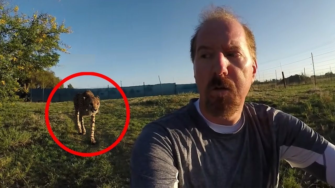 6 Scary Animal Encounters You Should Avoid Watching - YouTube