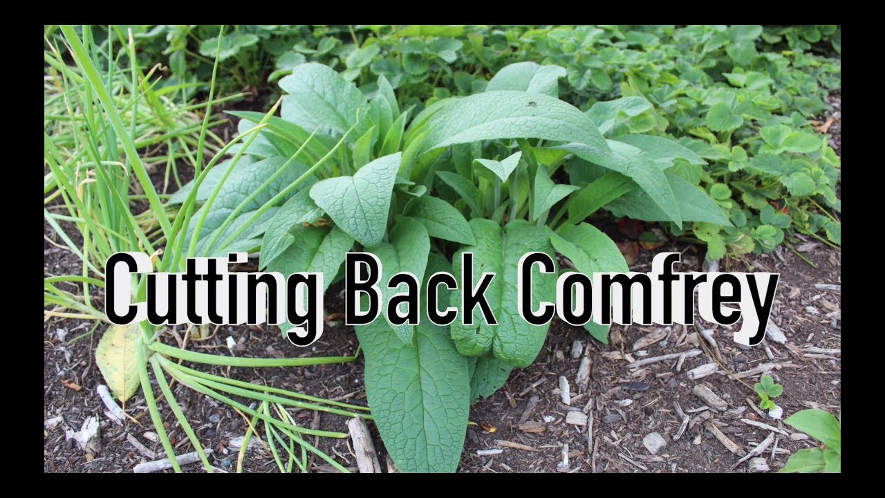 How To Cut Back Comfrey - YouTube