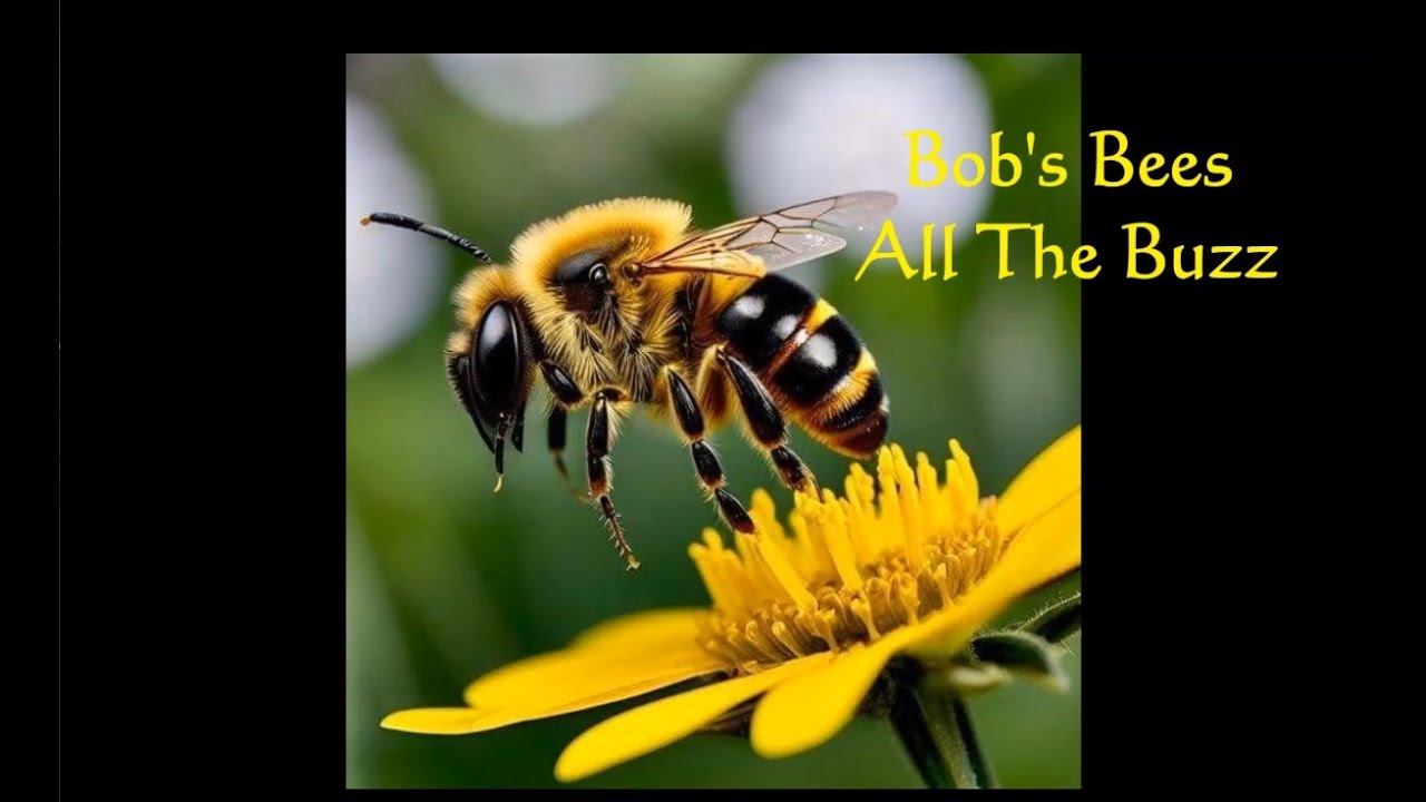 Bob's Bees / All The Buzz - YouTube