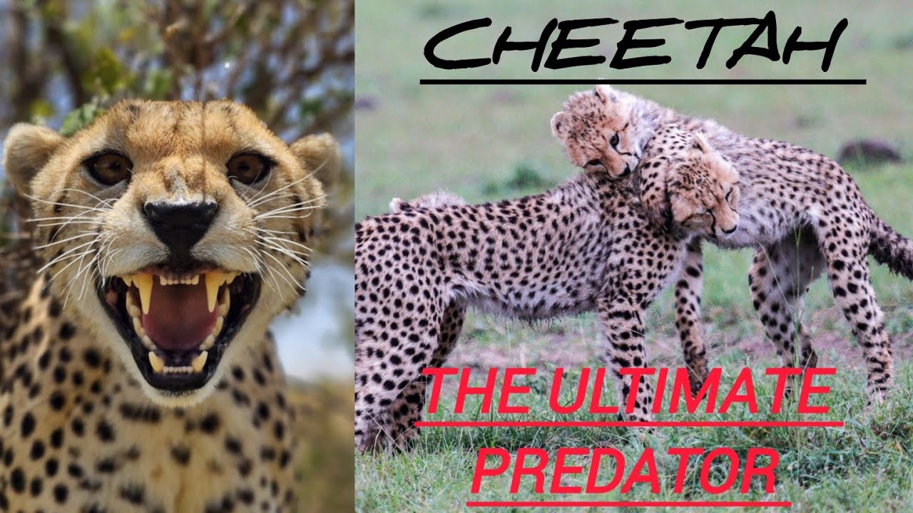 Cheetah: The Ultimate Predator - YouTube