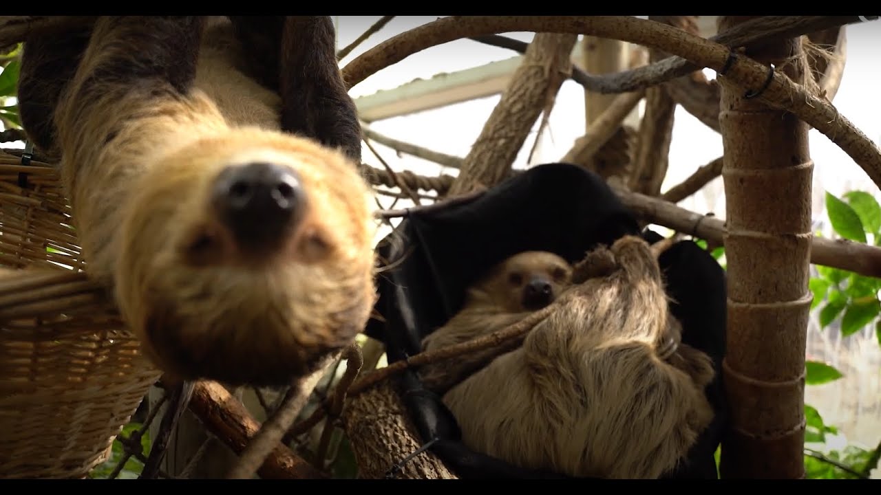 Who's At the Zoo | Meet Fiona & Bean! - YouTube