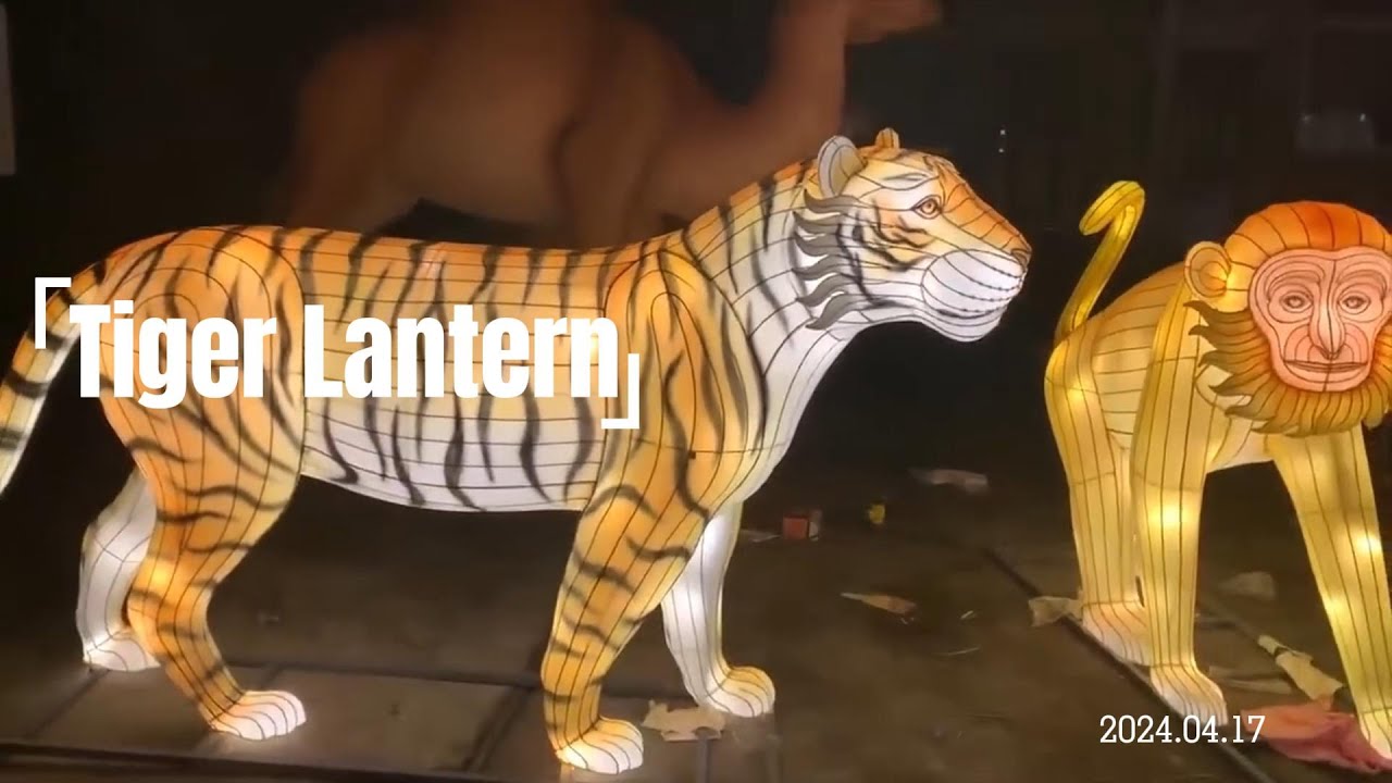 LTTG001-Tiger Lantern illuminate Zoo - YouTube