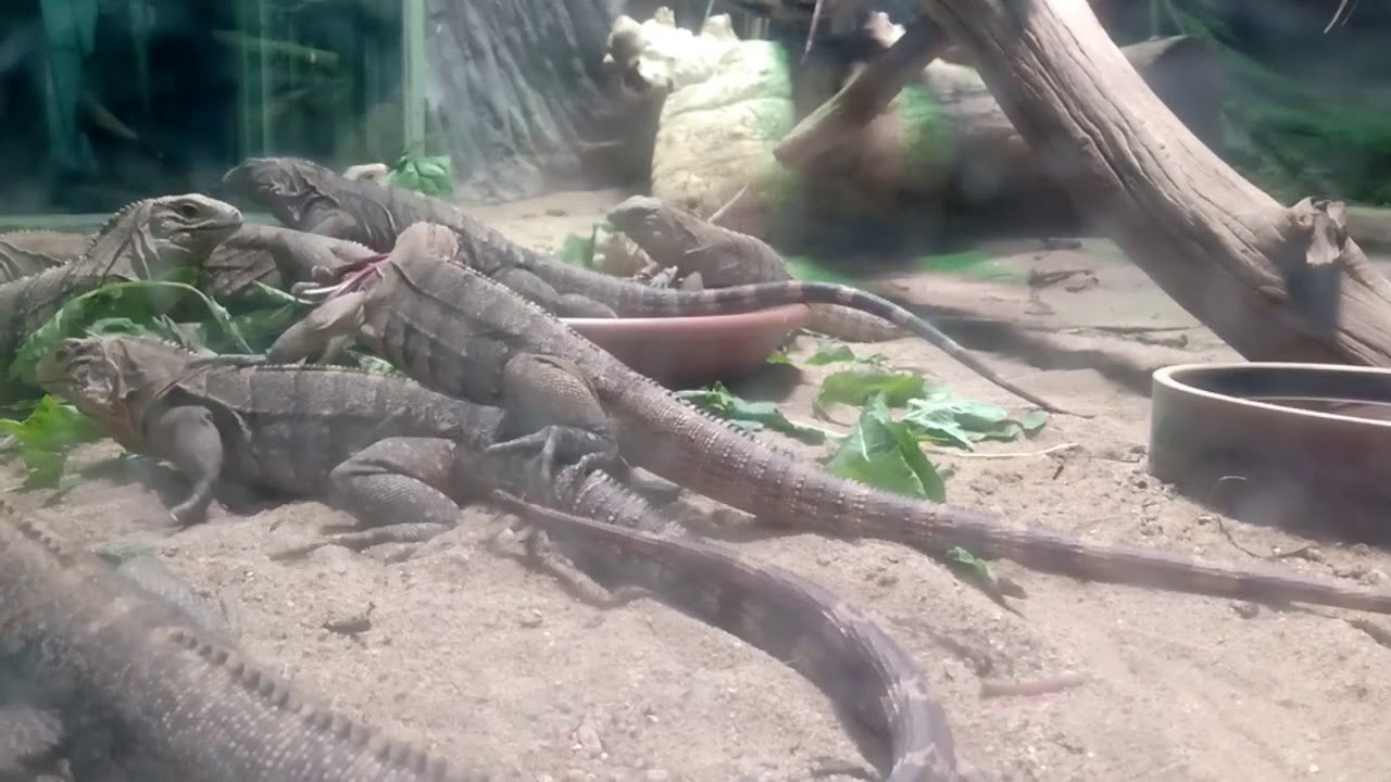 Leguáni Kubánští (Zoologická zahrada Praha) - YouTube